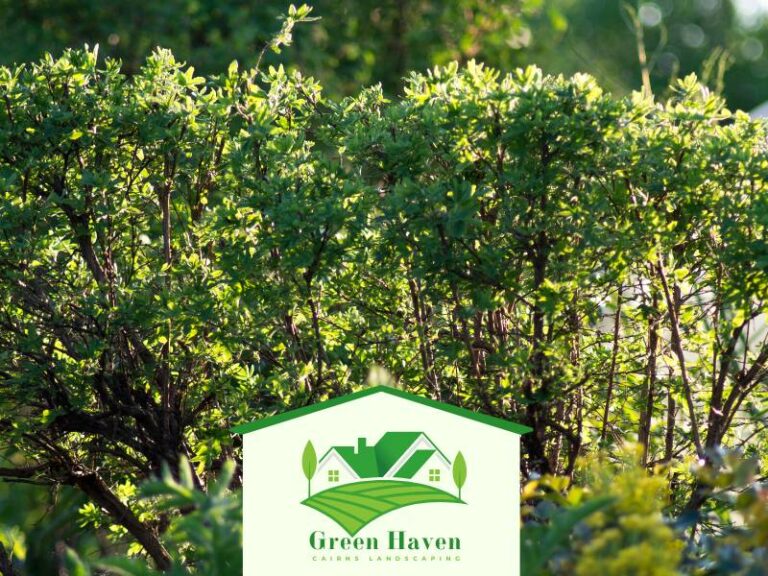 Garden Trees and Shrub Care | Nurture Your Cairns Greenery